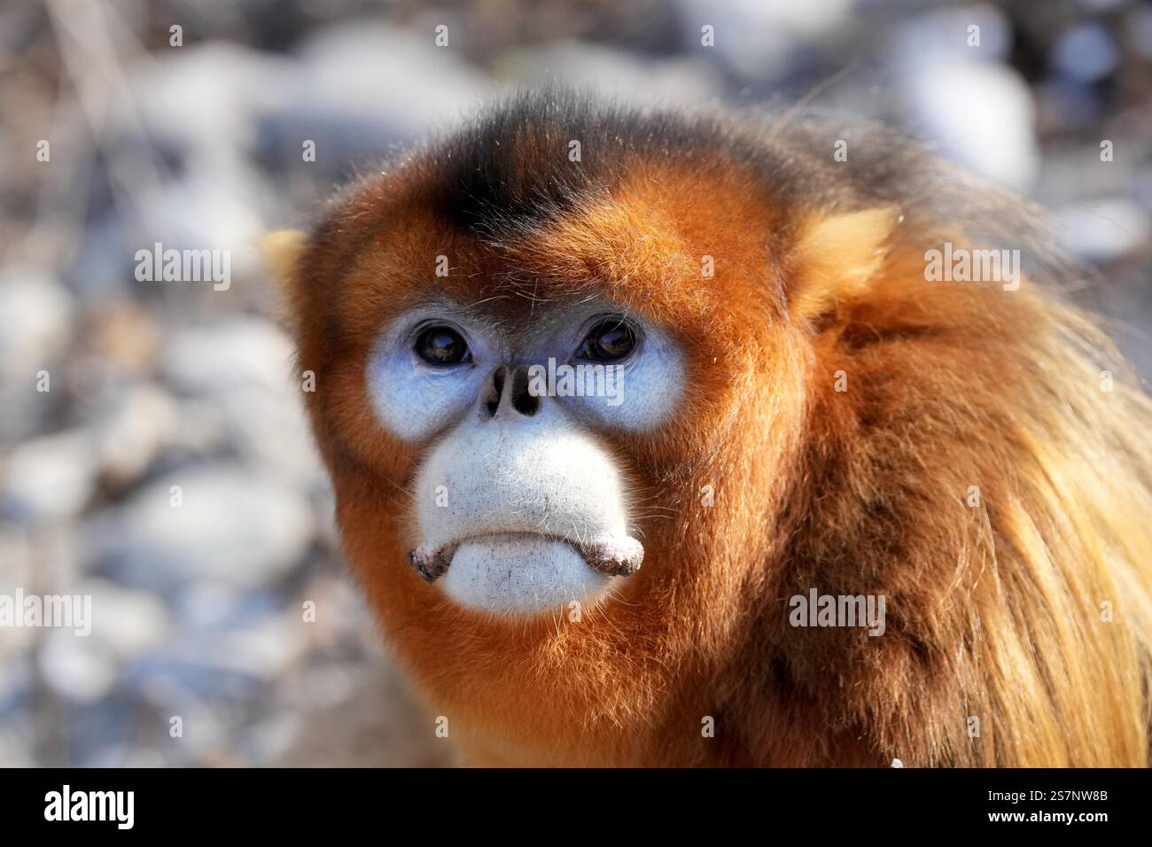 **CHINESE MAINLAND, HONG KONG, MACAU AND TAIWAN OUT** Golden snub-nosed ...