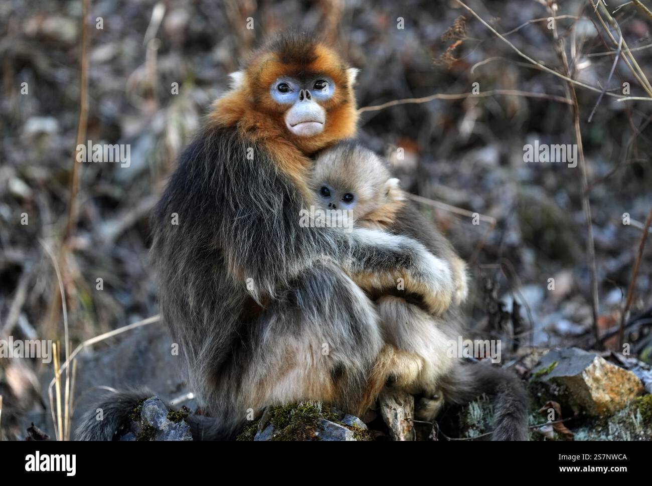 **CHINESE MAINLAND, HONG KONG, MACAU AND TAIWAN OUT** Golden snub-nosed ...