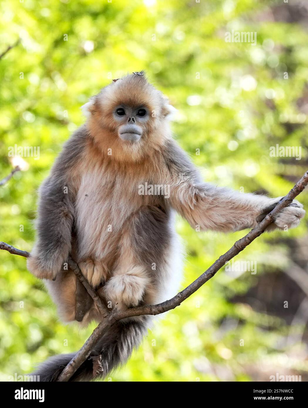 **CHINESE MAINLAND, HONG KONG, MACAU AND TAIWAN OUT** Golden snub-nosed ...