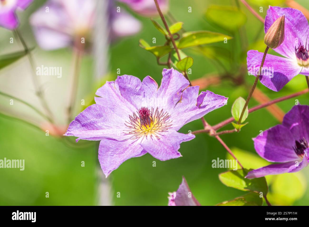 Clematis macropetala hi-res stock photography and images - Alamy