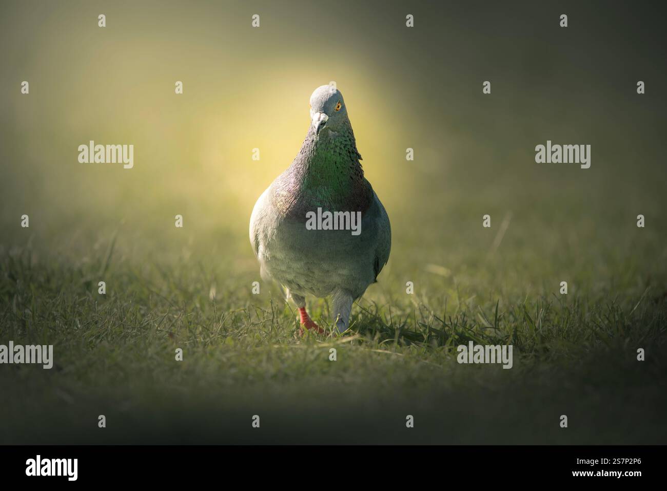 The rock dove, rock pigeon, or common pigeon is a member of the bird ...