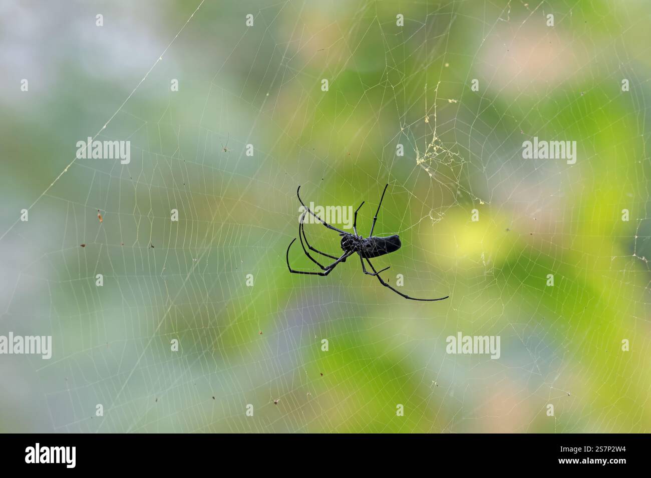 forest black big spider.this photo was taken from Bangladesh Stock ...