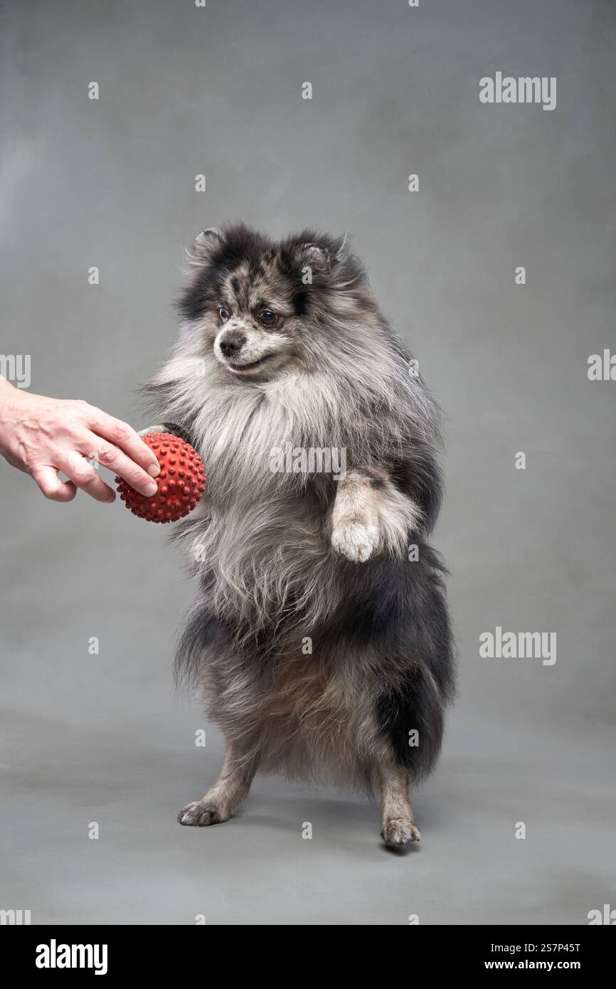 A fluffy dog stands on its hind legs reaching for a red ball held by a ...