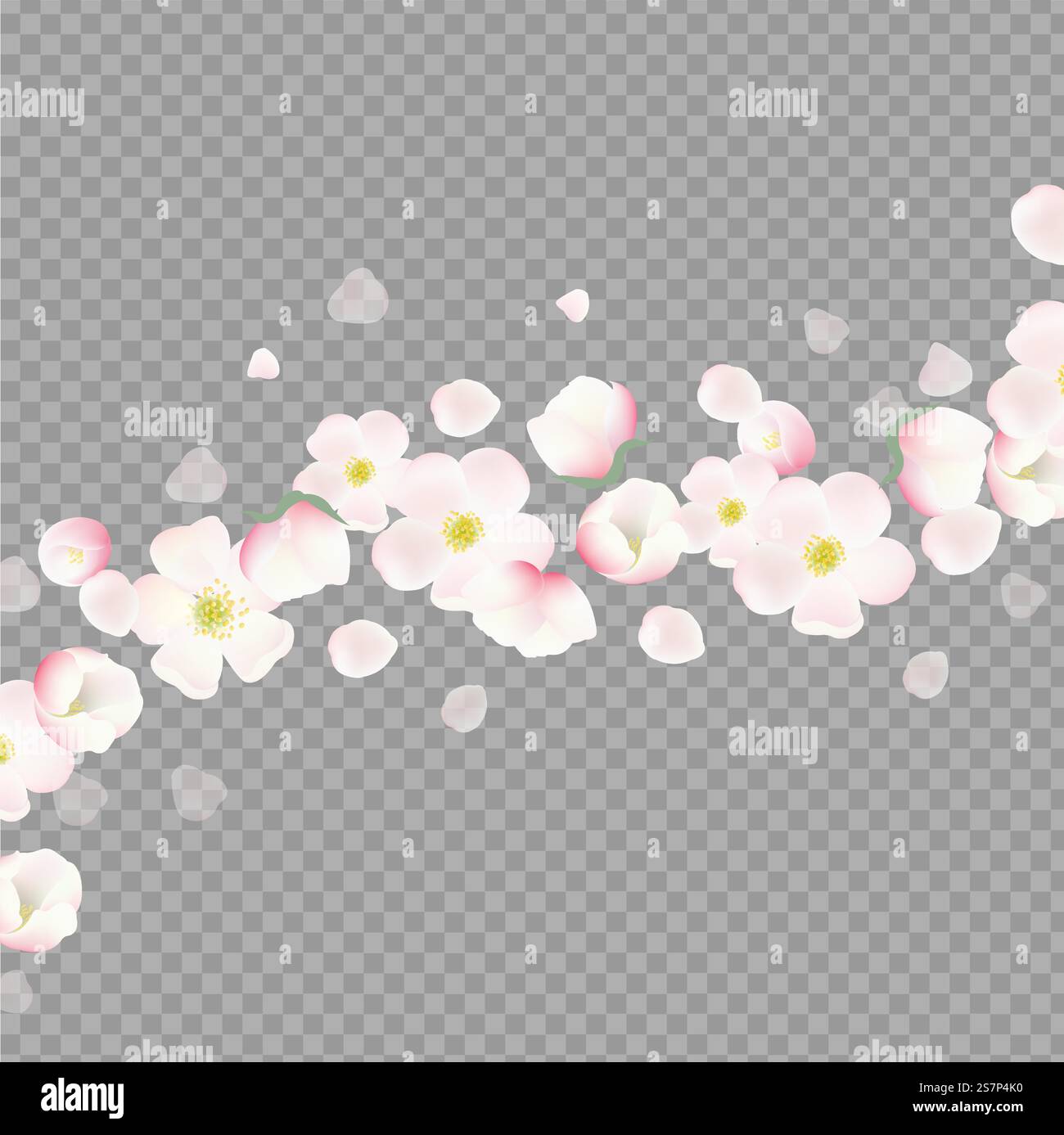 Apple Flowers Border With Transparent Background With Gradient Mesh ...