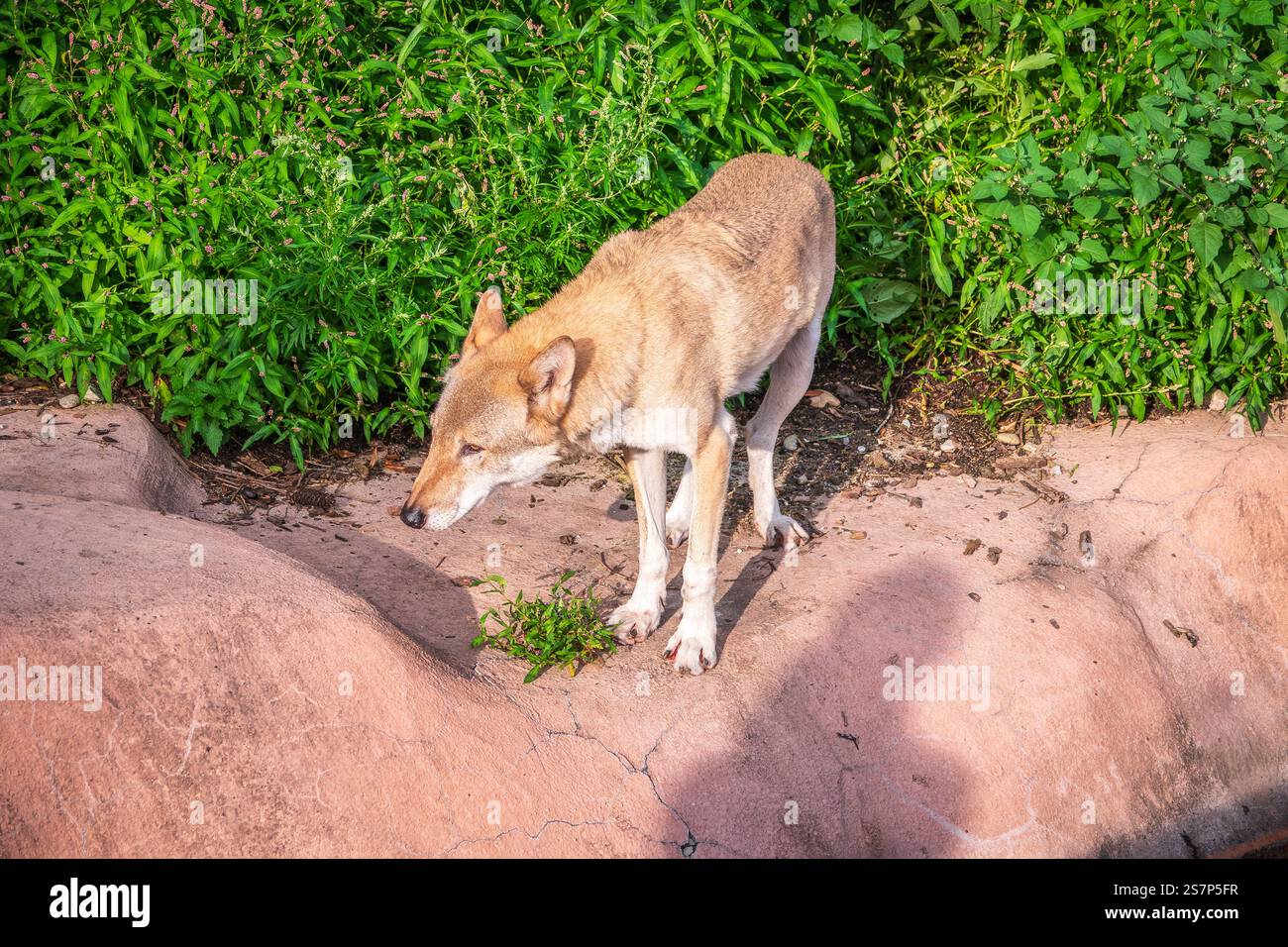 Gray wolf in forest on the green grass. The wolf, Canis lupus, also ...