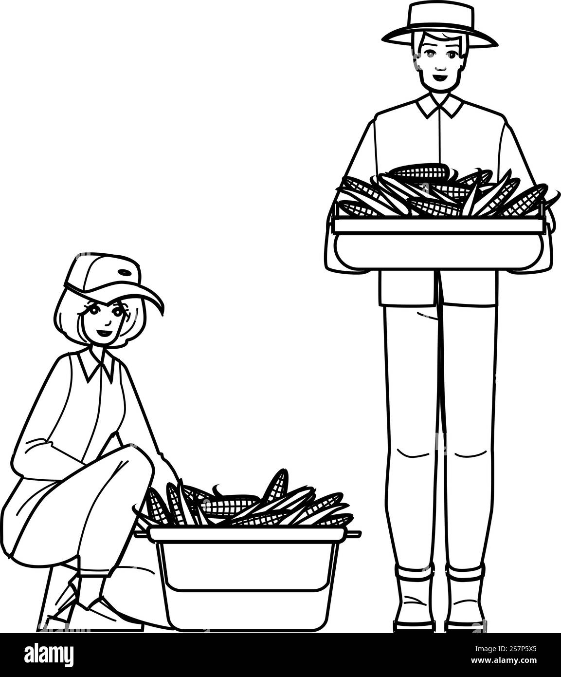 harvesting corn vector. harvest field, farm agriculture, grain sunset ...