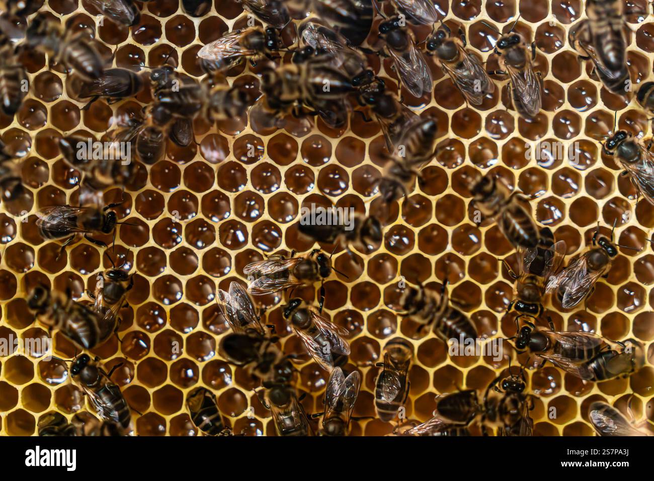 Beehive interior - honey bees working on a honeycomb Stock Photo - Alamy