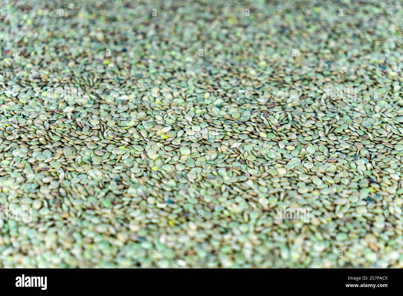Traditional Turkish Domestic Green Lentil Background,flat layout Stock ...
