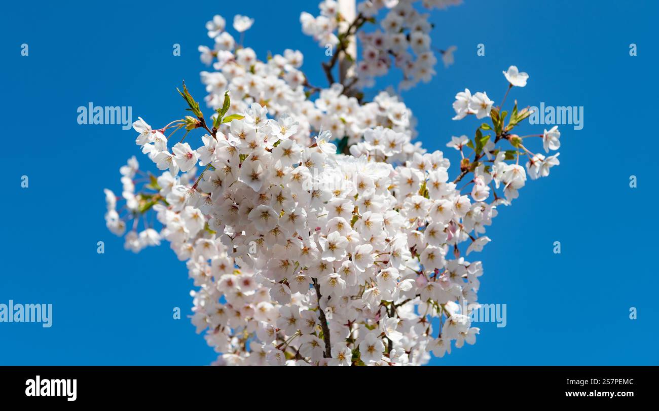 Beautiful pink spring Sakura flower on a tree. Sakura tree in bloom in ...