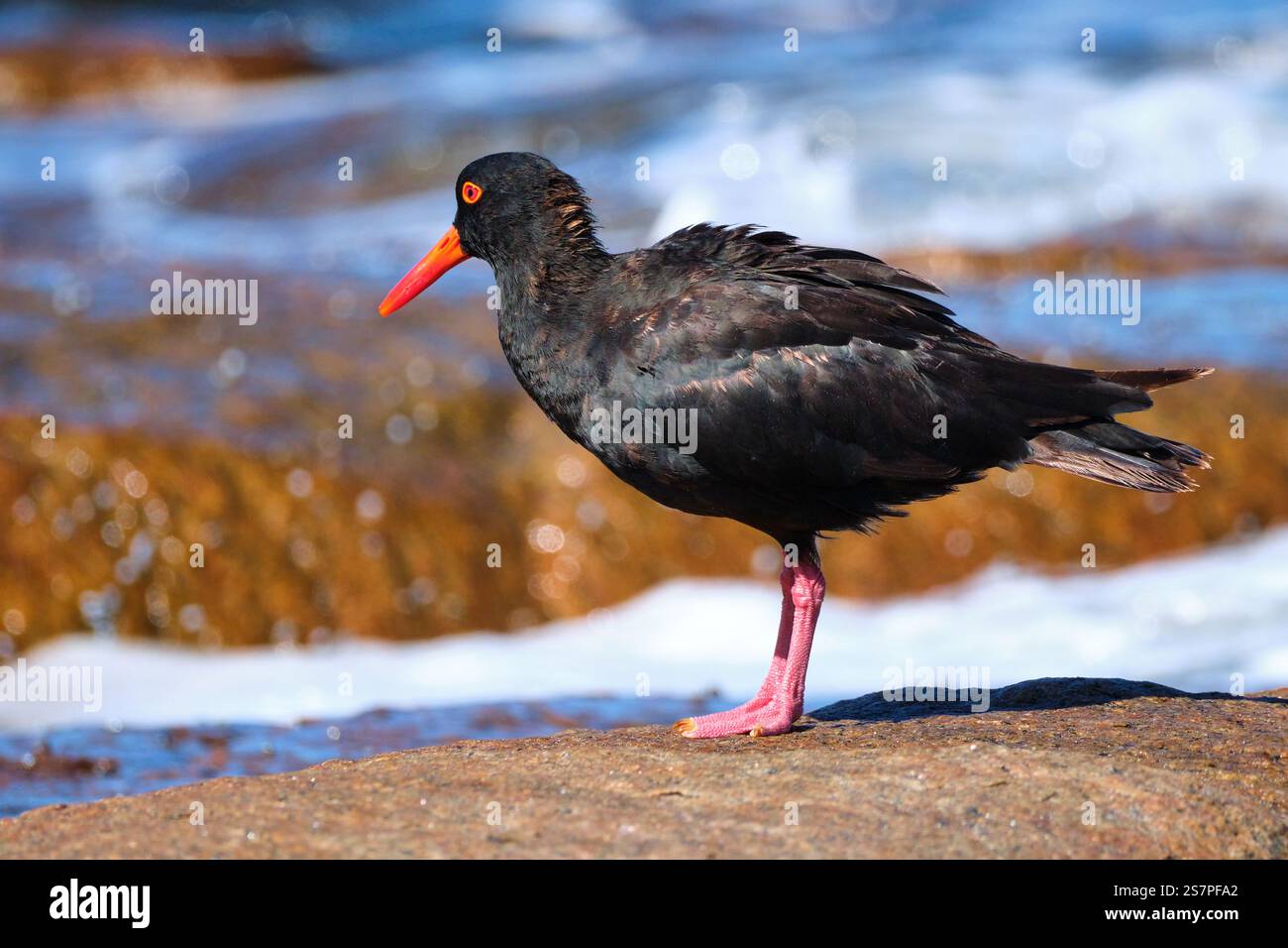 A Sooty Oystercatcher, Haematopus fuliginosus, looking out from a rock ...