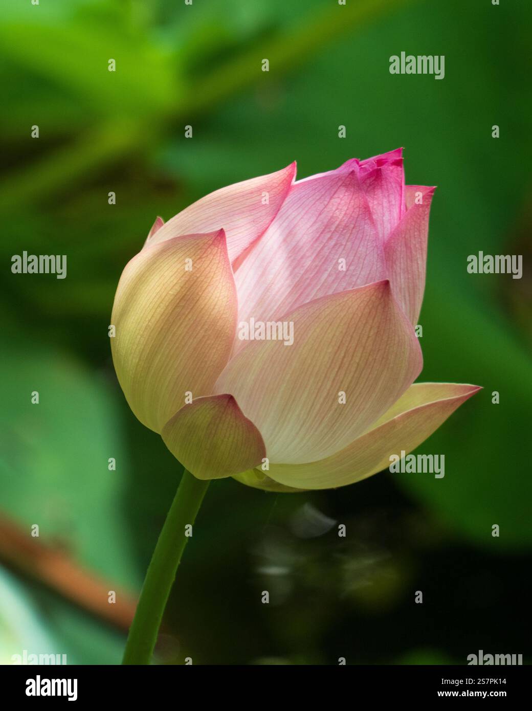 Sacred Lotus flower opening white and pink bloom of aquatic plant, tall ...