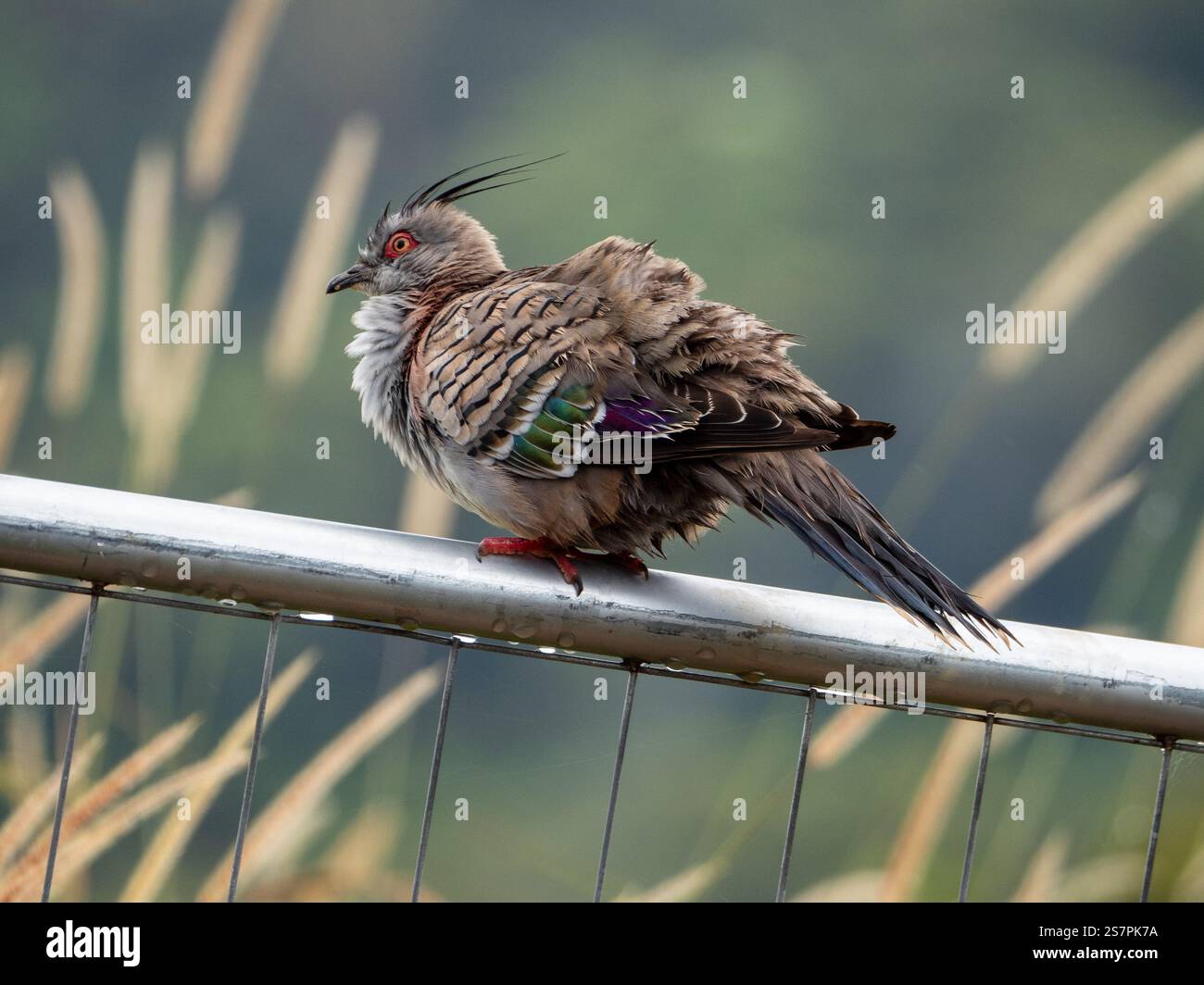 Crested Pigeon, bird perched on a metal fence Stock Photo - Alamy
