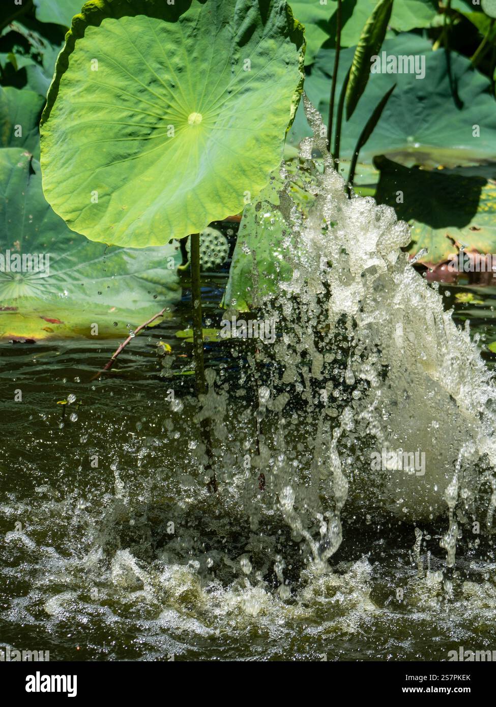 Green leaves water splashing hi-res stock photography and images - Alamy