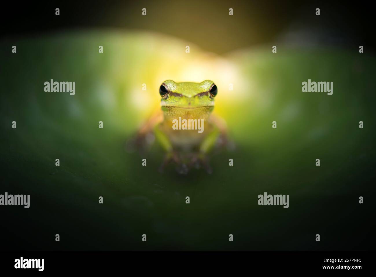 Estern dwarf tree frog hi-res stock photography and images - Alamy
