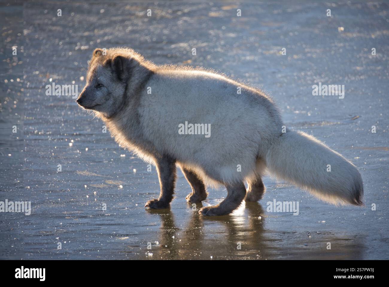 Side view of fox hi-res stock photography and images - Alamy