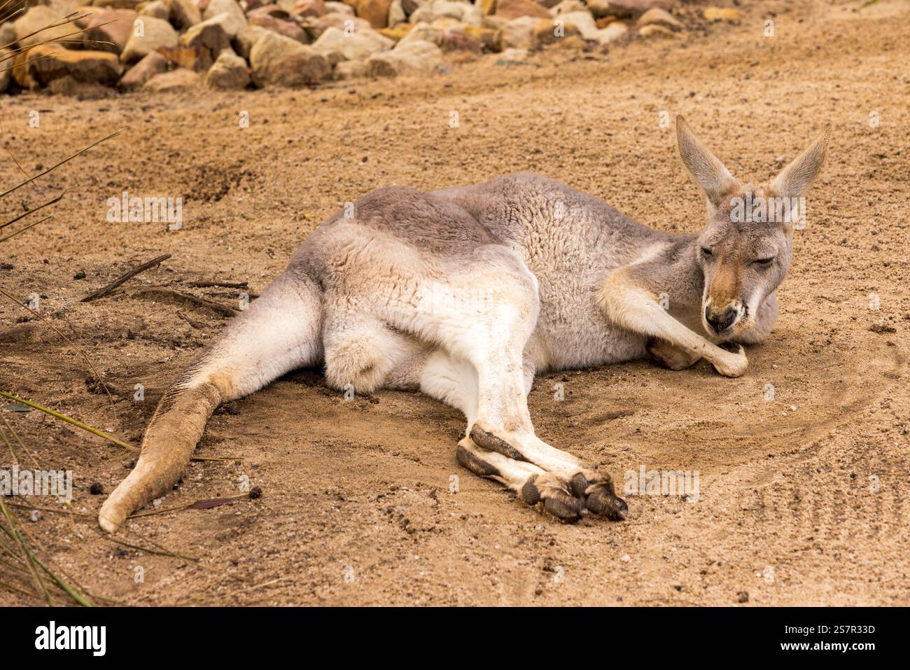 Adult eastern grey kangaroo lying hi-res stock photography and images ...