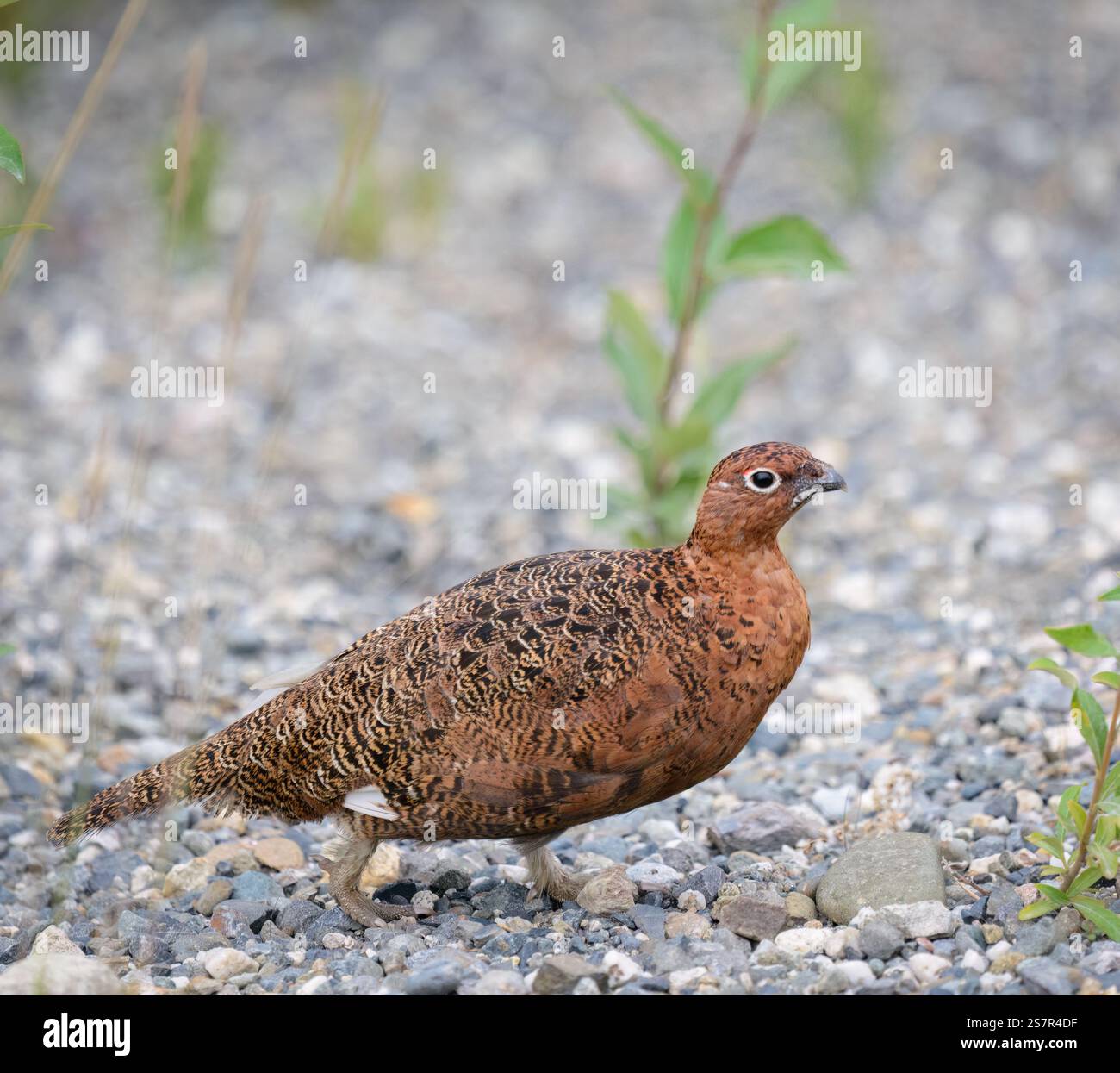 Willow Ptarmigan walking on pebbles in summer. Denali National Park ...