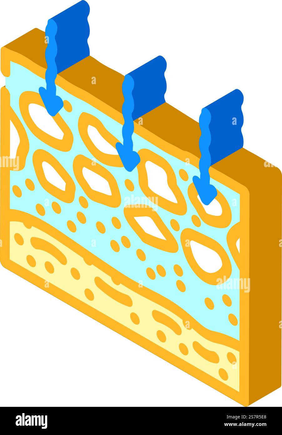 soil permeability hydrogeologist isometric icon vector. soil ...
