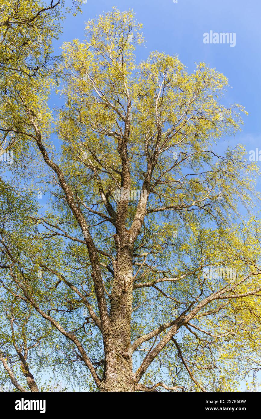 Birch trees with newly opened leaves Stock Photo - Alamy