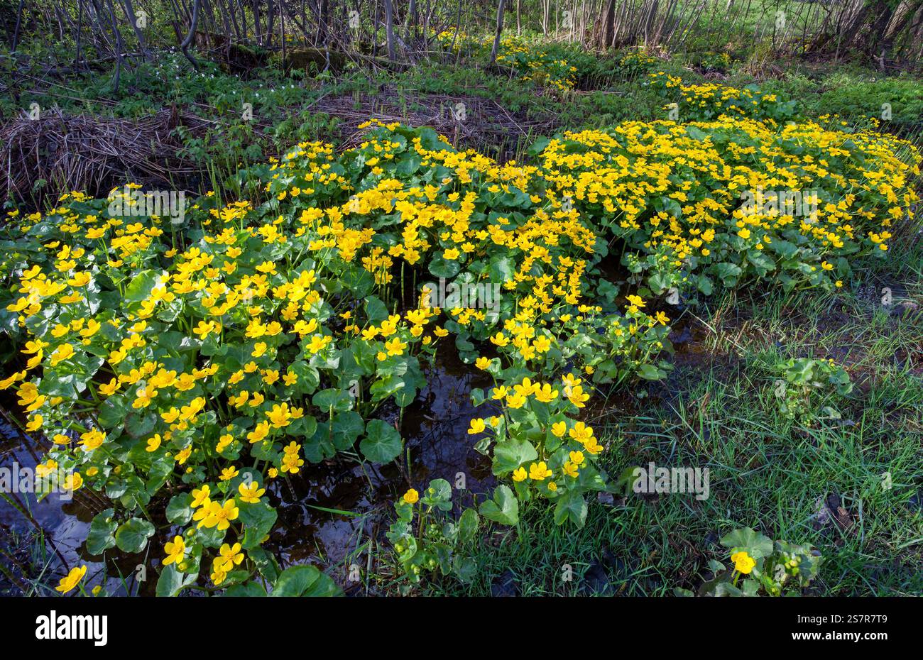 Spring marigolds hi-res stock photography and images - Alamy