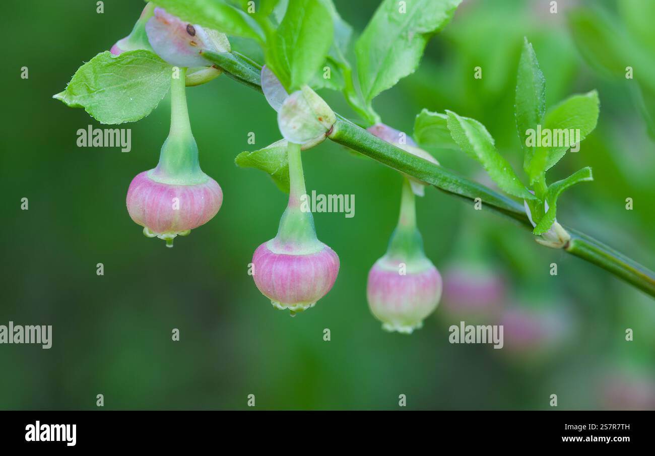 European blueberry flowering Stock Photo - Alamy