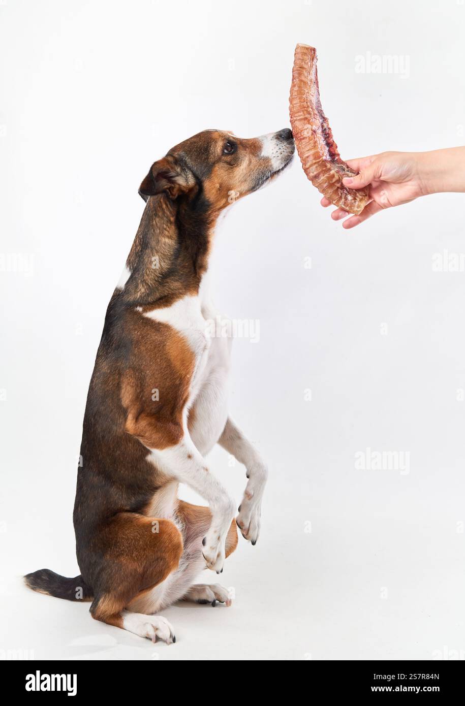 A dog is standing on its hind legs, reaching for a bone held above. The ...