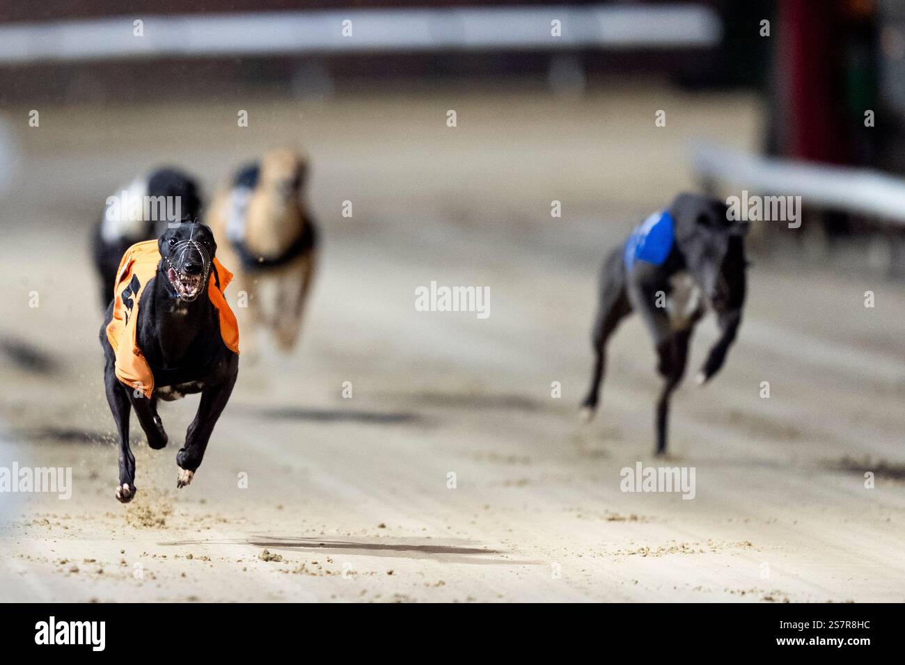 Greyhounds racing during the final night of racing at Crayford ...