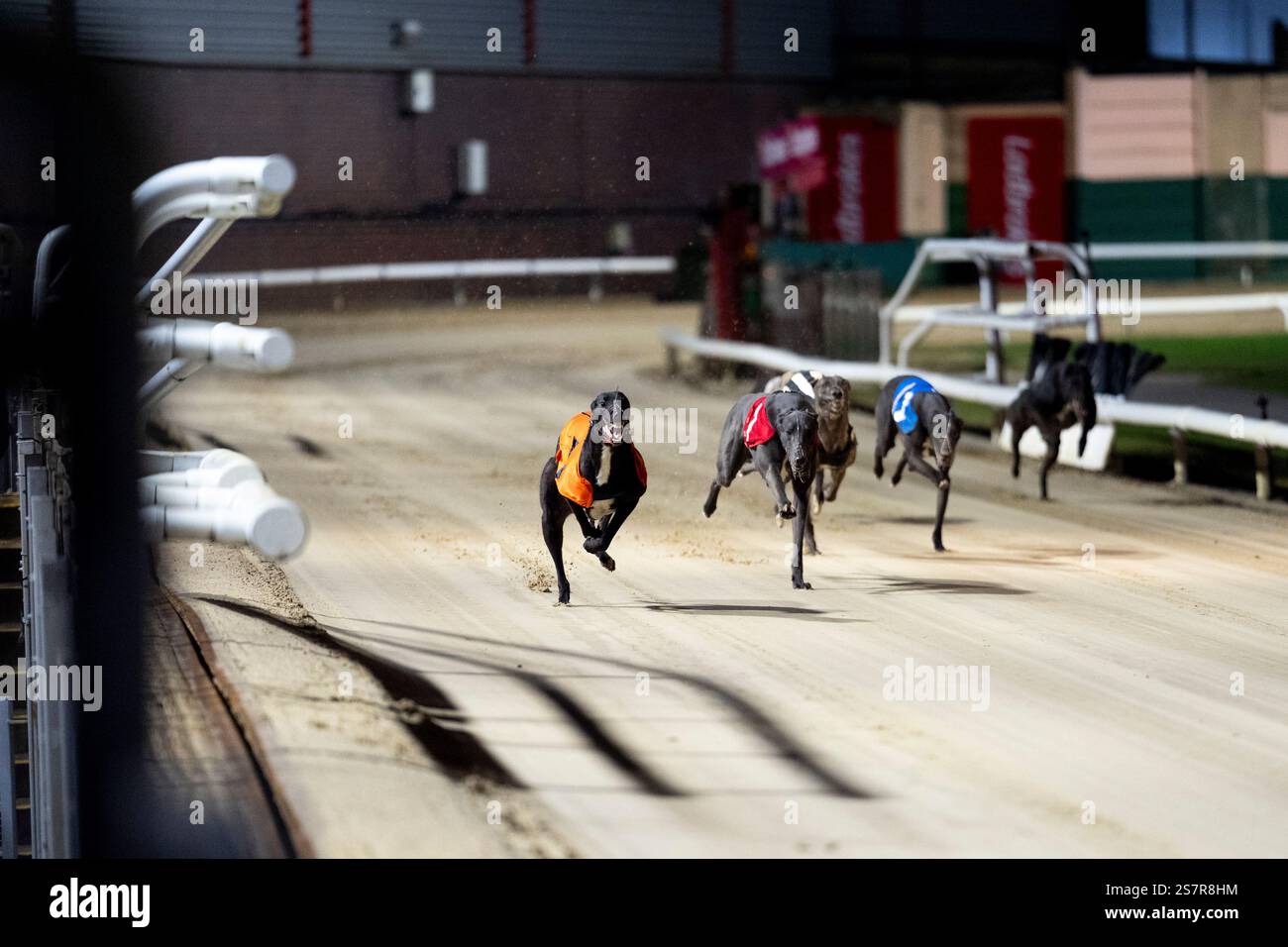 Greyhounds racing during the final night of racing at Crayford ...