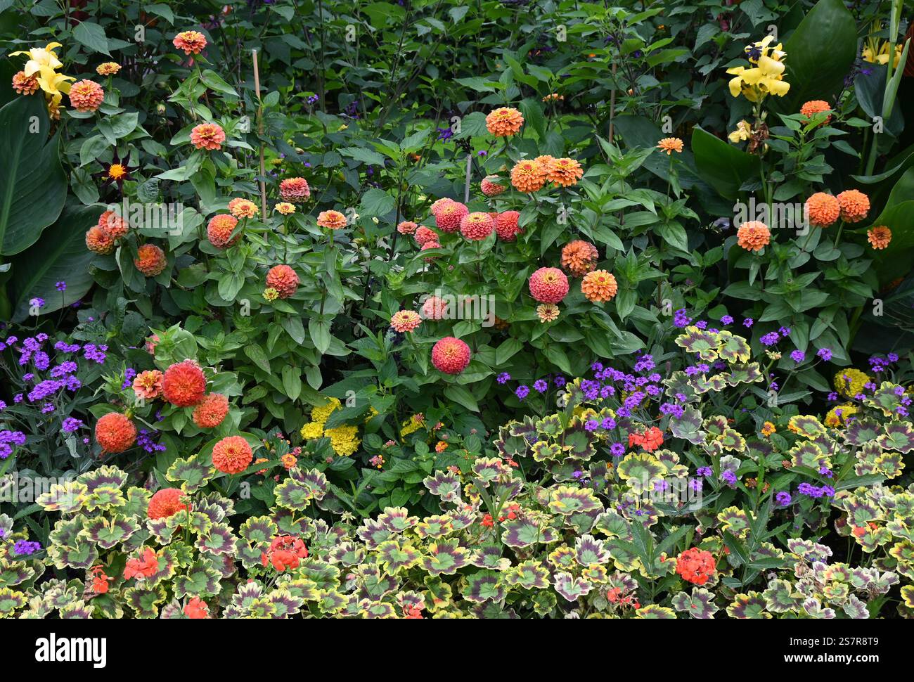 flower bed, abbey gardens, bury st edmunds Stock Photo - Alamy