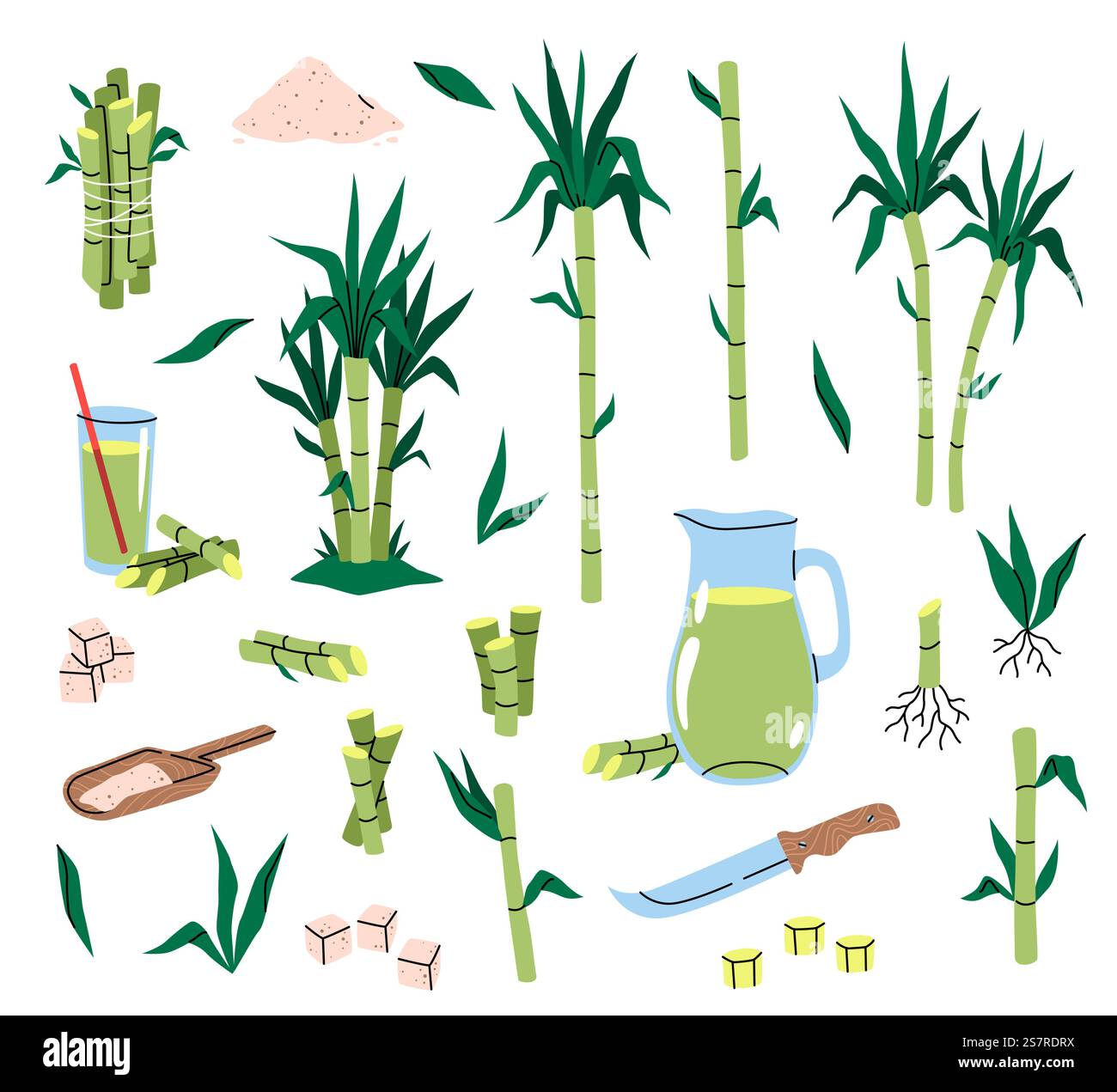 Sugarcane plant. Different parts cane, tropical green leaves and stems ...