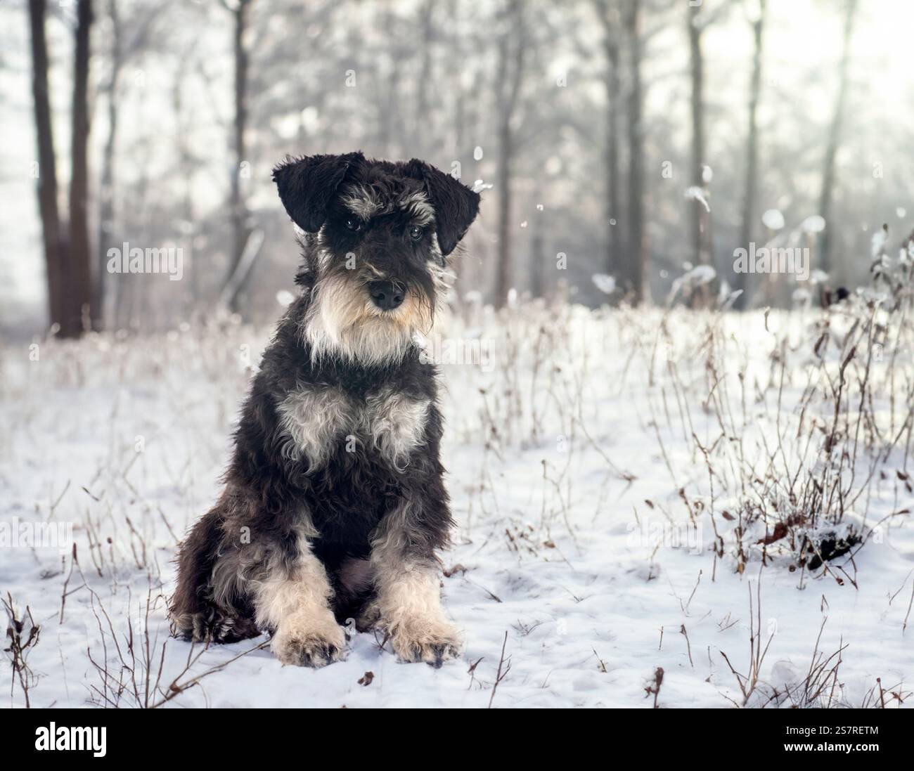 miniature schnauzer in front of winter background Stock Photo - Alamy