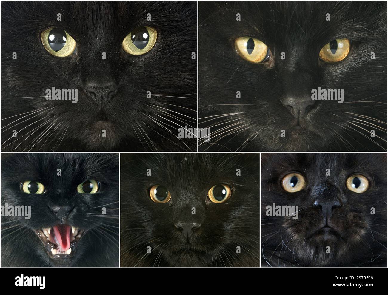 picture of nine portrait of black cats Stock Photo - Alamy