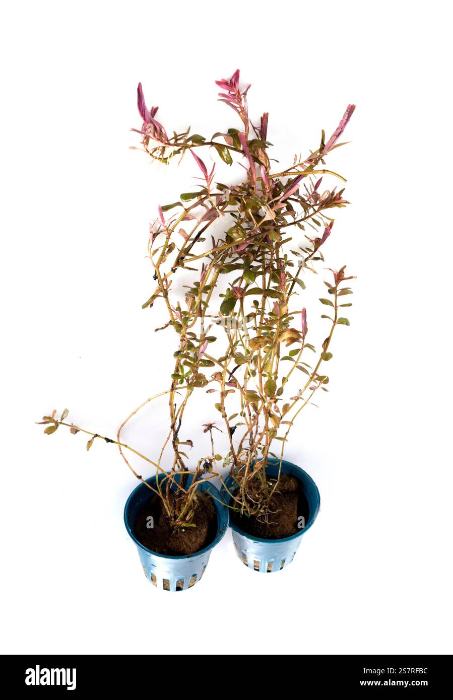 Rotala rotundifolia in front of white background Stock Photo - Alamy