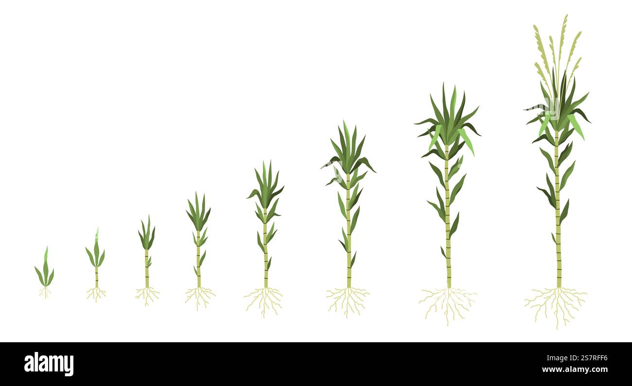 Sugarcane cultivation. Plant growing natural process. Sweet cane growth ...