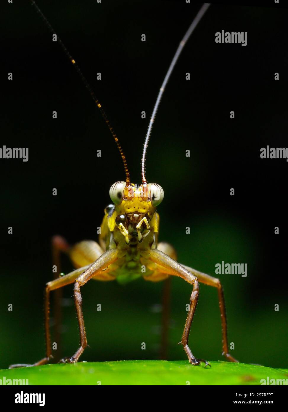 A grasshopper stands upright on a leaf, its antennae raised, body ...
