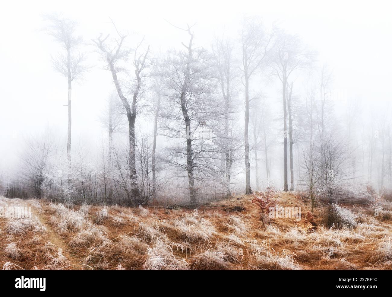Misty magical forest at winter time with frosty leaves. Nice landscape ...