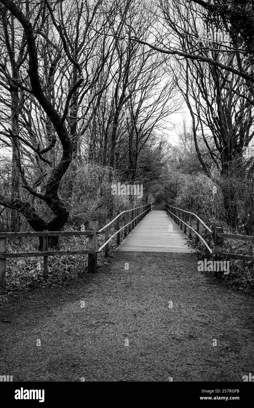 Boardwalk, in black & white, on the Wheelock Rail Trail former salt ...