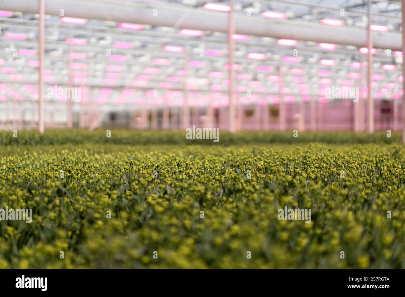 Budding plants growing in rows inside a modern greenhouse illuminated ...