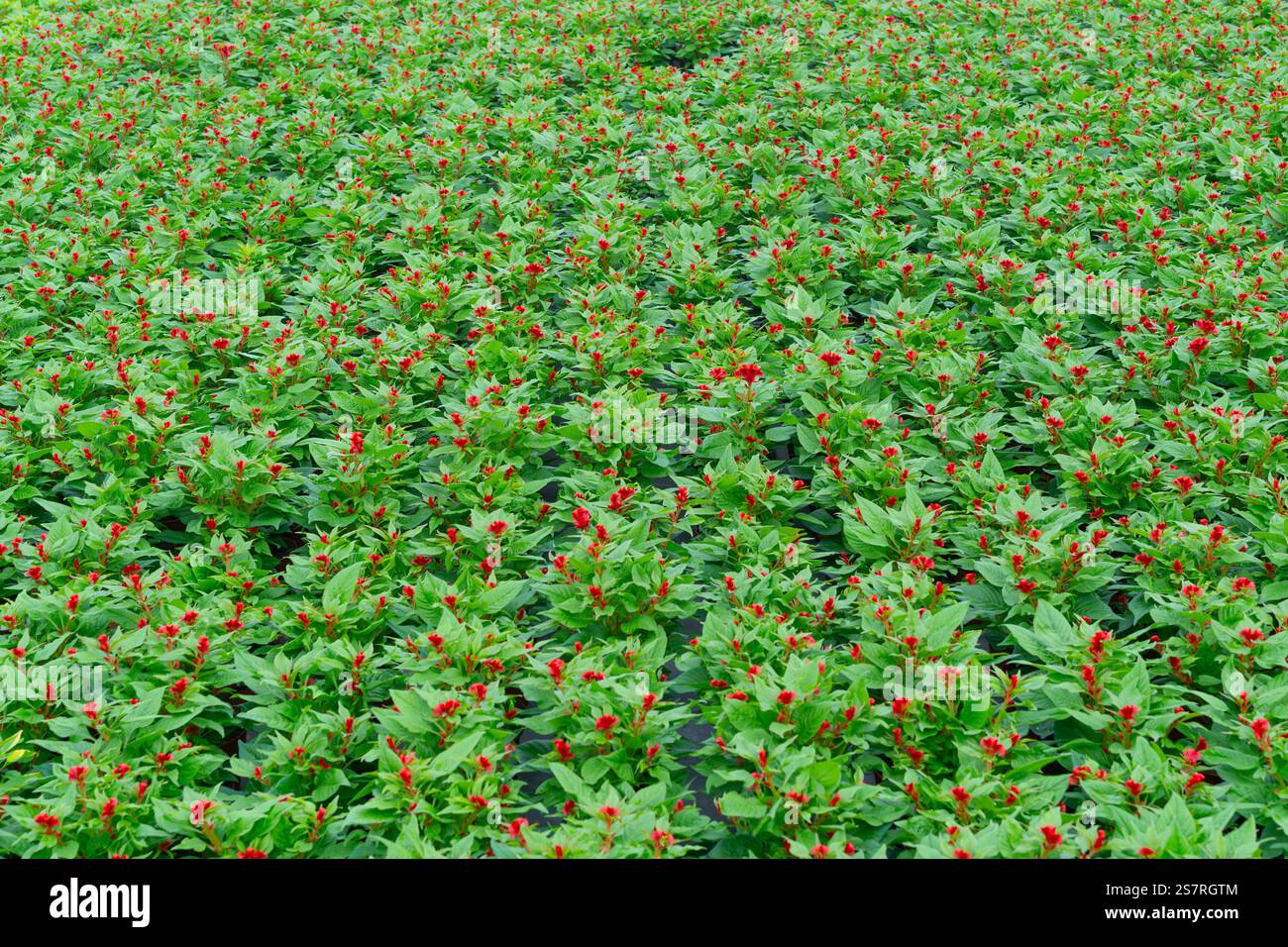 A vast field of green plants with small red flowers growing indoors in ...
