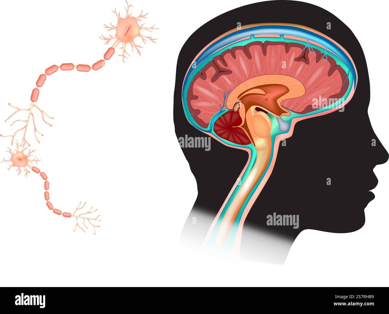 Human Head with Brain and Neurons Diagram. Cells in the brain are ...