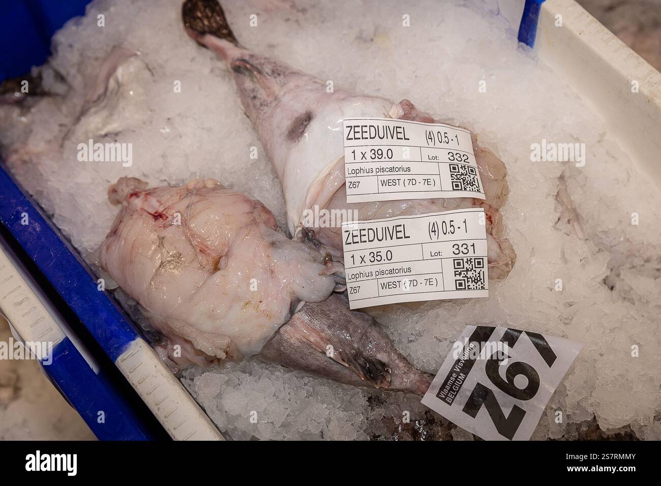 Illustration picture shows monkfish pictured during a visit to the fish ...