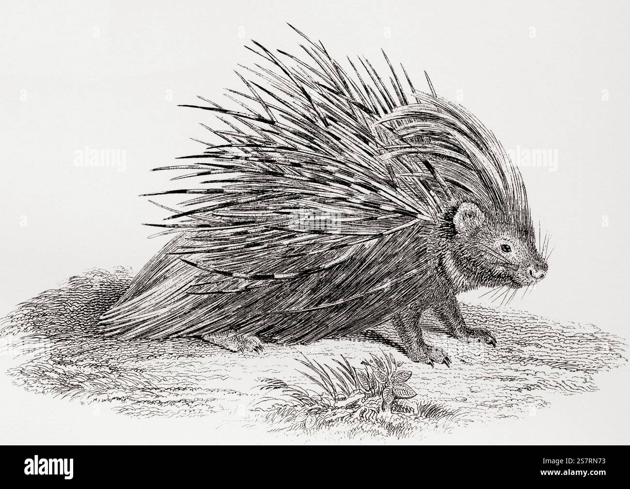 Rodentia. The crested porcupine aka African crested porcupine, (Hystrix ...
