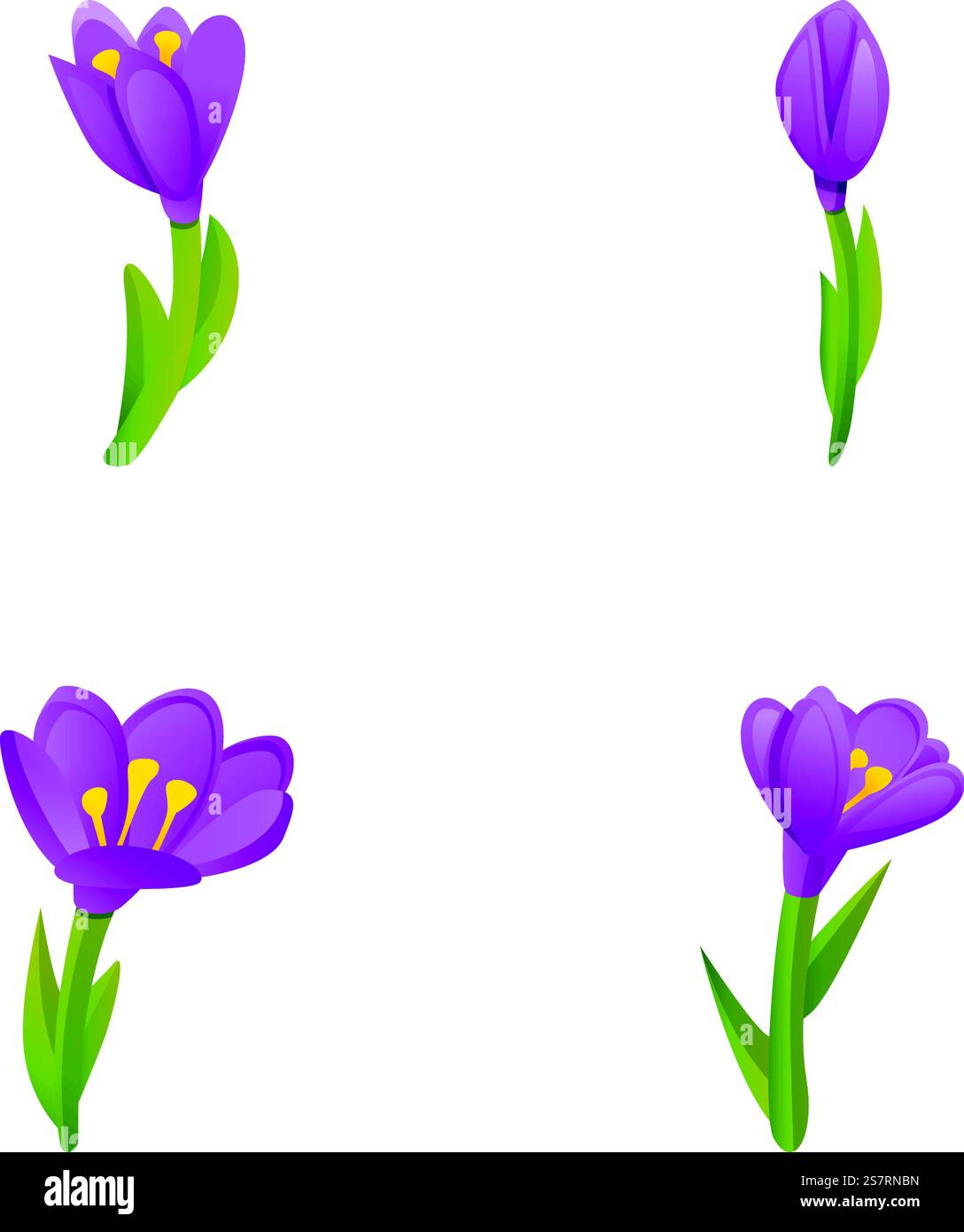 Spring crocus icons set cartoon vector. Bright spring flower. Saffron ...