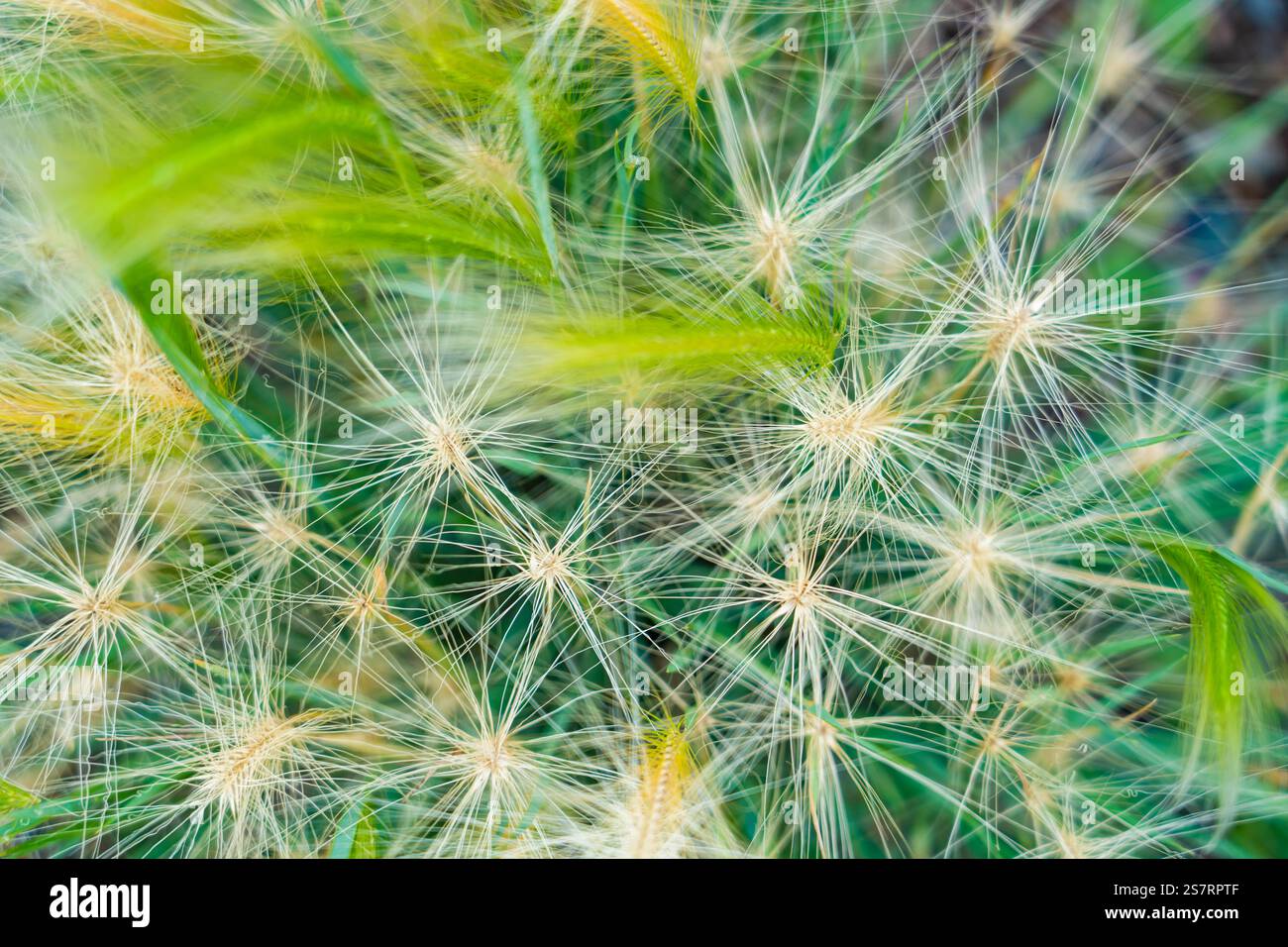 Green blades interweaving, seed heads dancing, revealing delicate grass ...