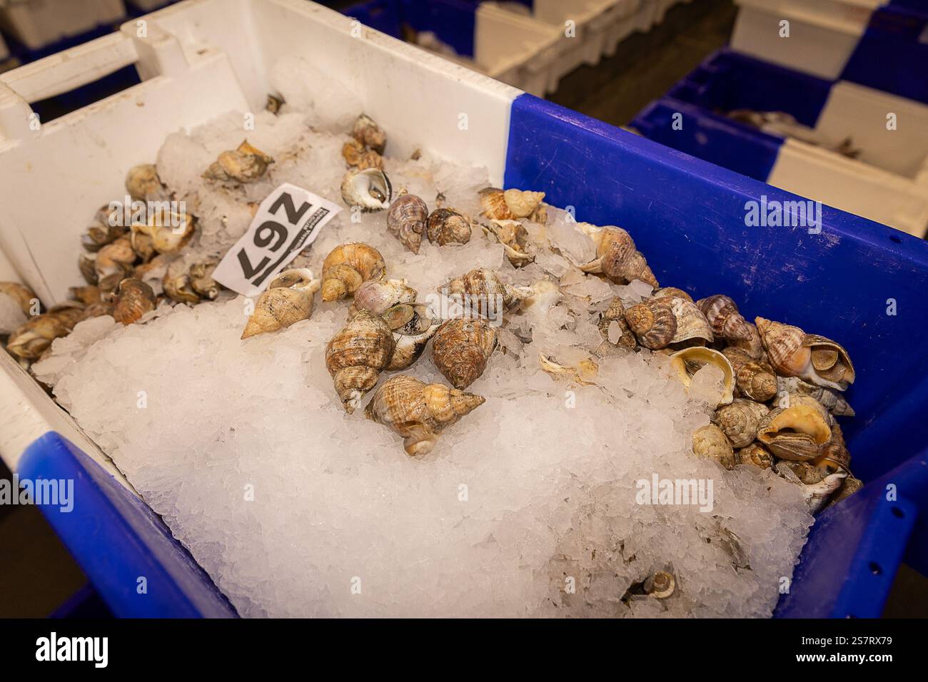 Wulloks hi-res stock photography and images - Alamy