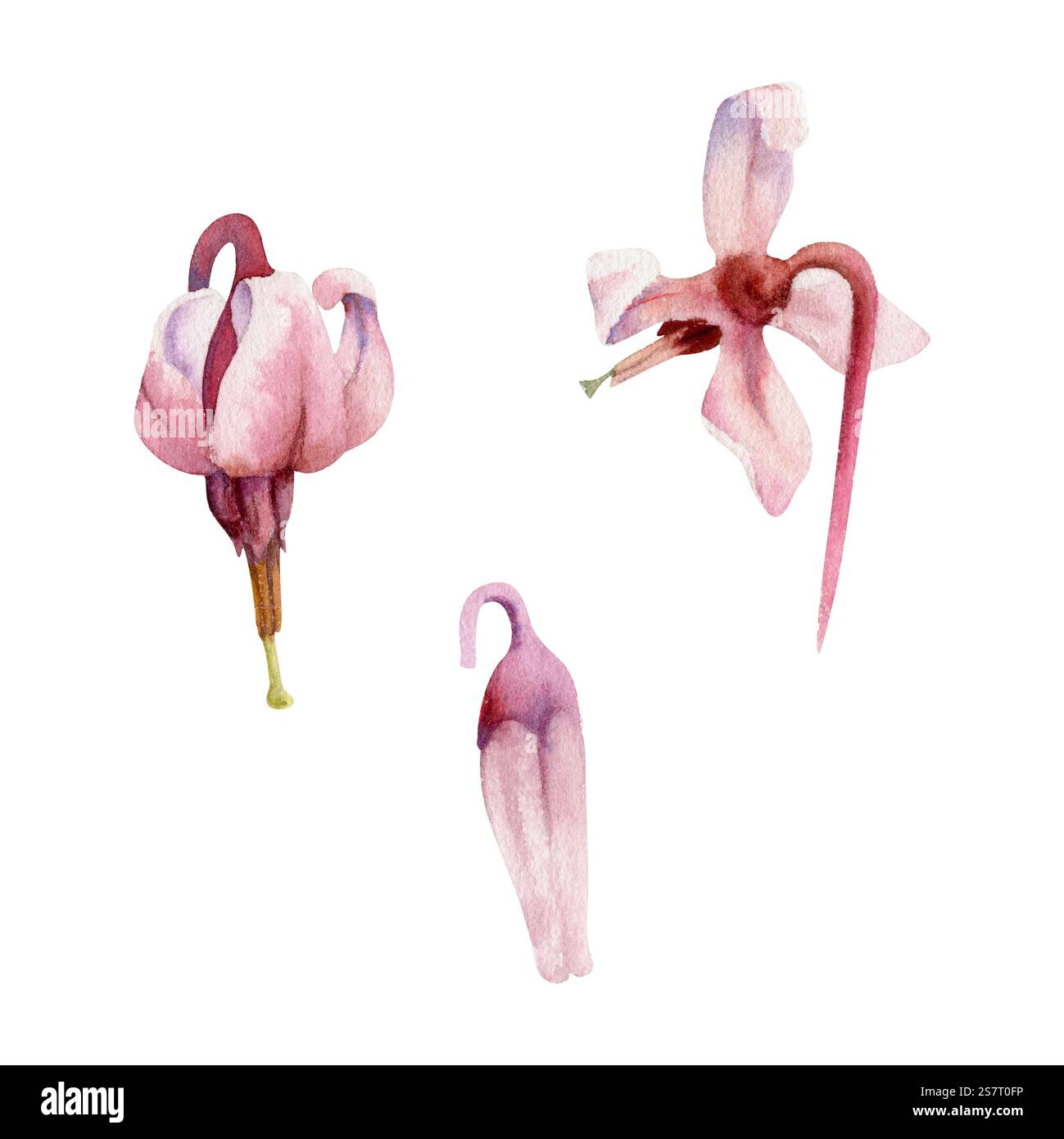 Cranberry pink lily flower bud on stalk stem, inflorescence wildflower ...