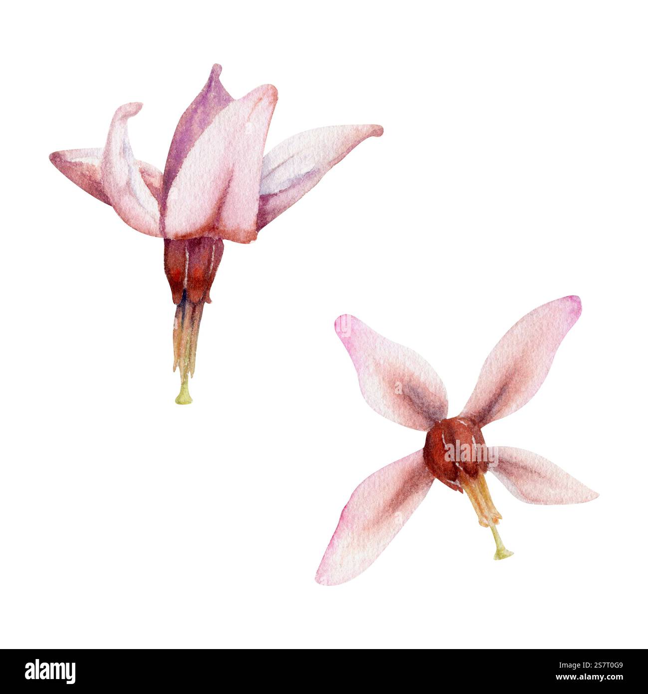 Cranberry pink lily flower bud on stalk stem, swamp wildflower ...