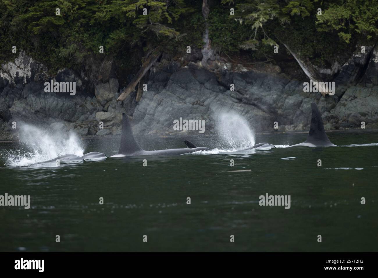 Northern Resident Killer Whale Orca Broughton Straights Archipelago ...