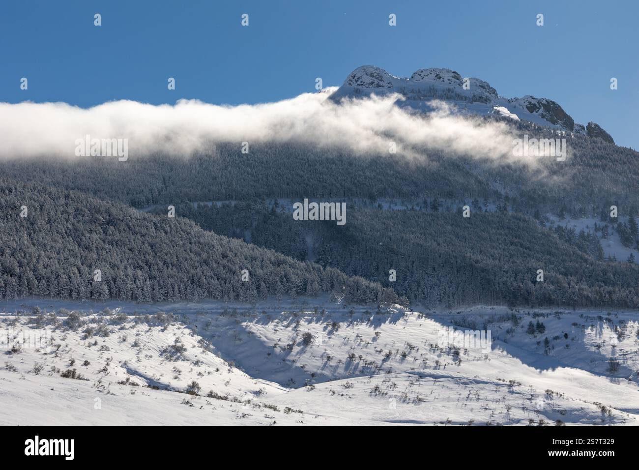 Snow-Covered Pine Forest, Clouds and Hills in Puerto de San Glorio ...