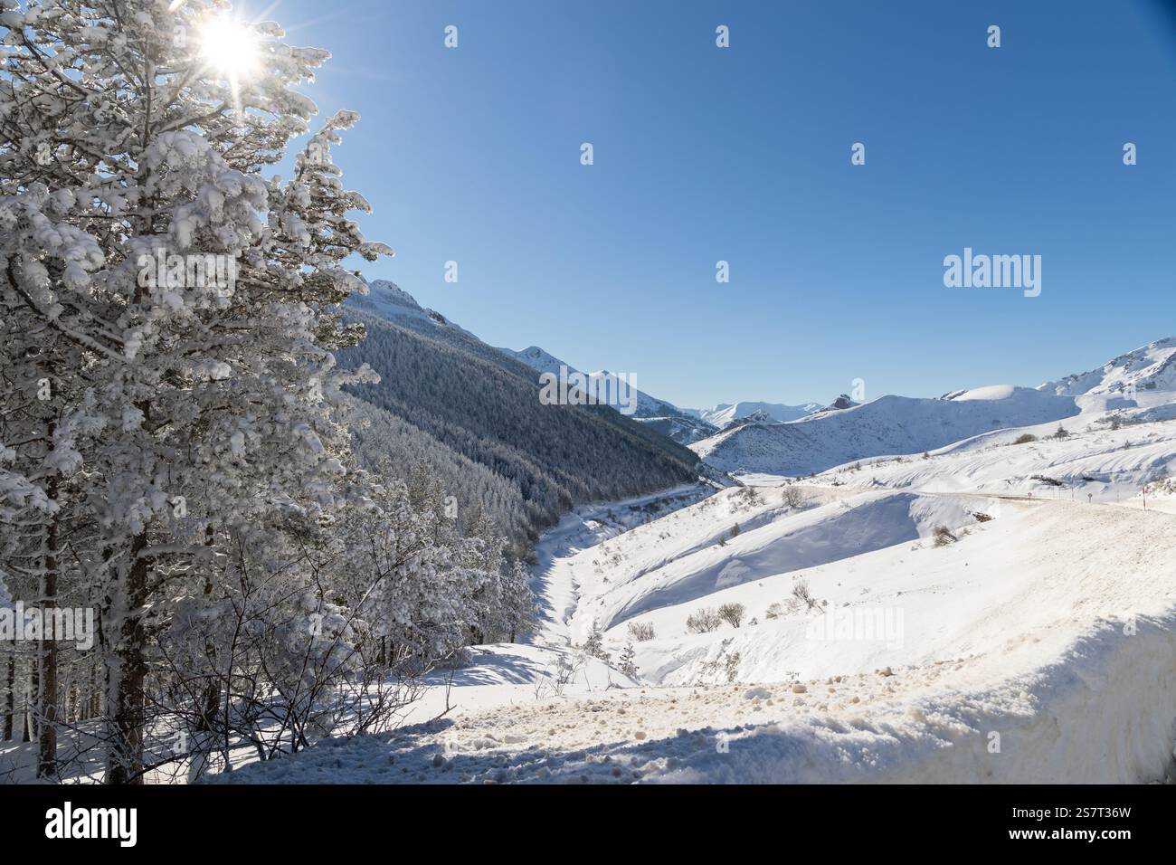 Snow-Covered Pine Forest and Hills with sunlight in Puerto de San ...
